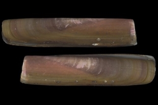 マテガイ | マテ貝 | 貝の図鑑